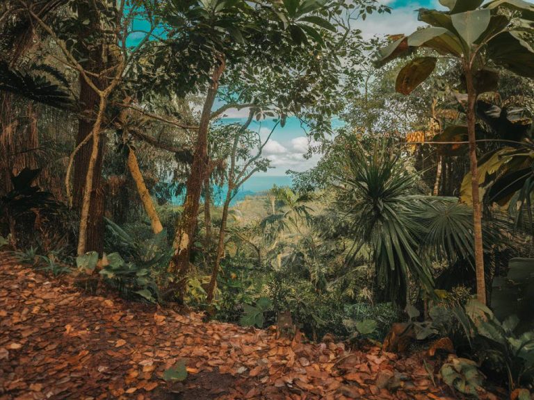 The diverse ecosystems of belize: from rainforests to coral reefs ...